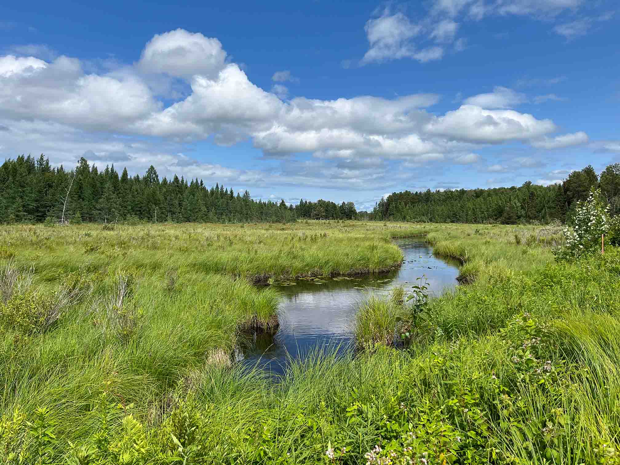 Up Here, It's the Northwoods – HODAG
