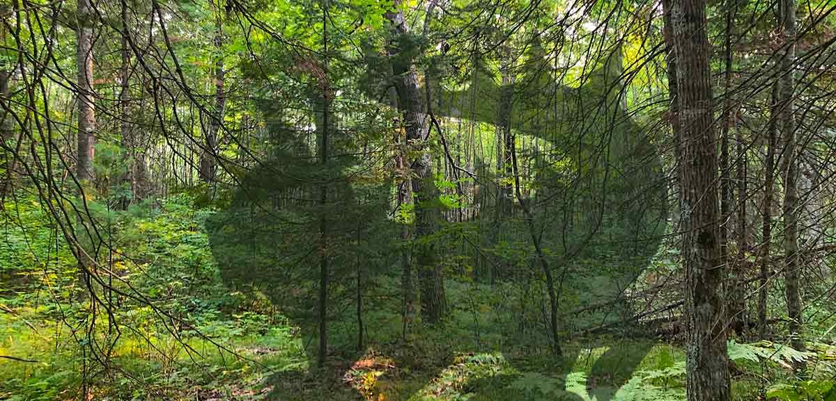 Hodag History – Happy The Hodag